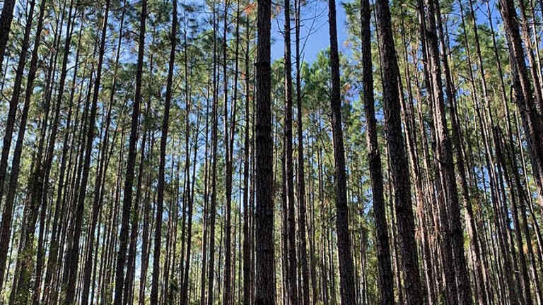 Woke Wall Street Comes For Red State Trees - Dealbreaker